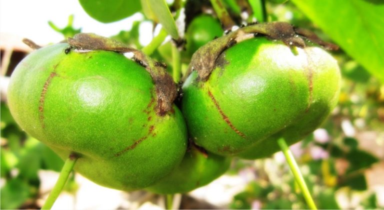 Cara Budidaya Pedada dengan Mudah | Pratama Blog